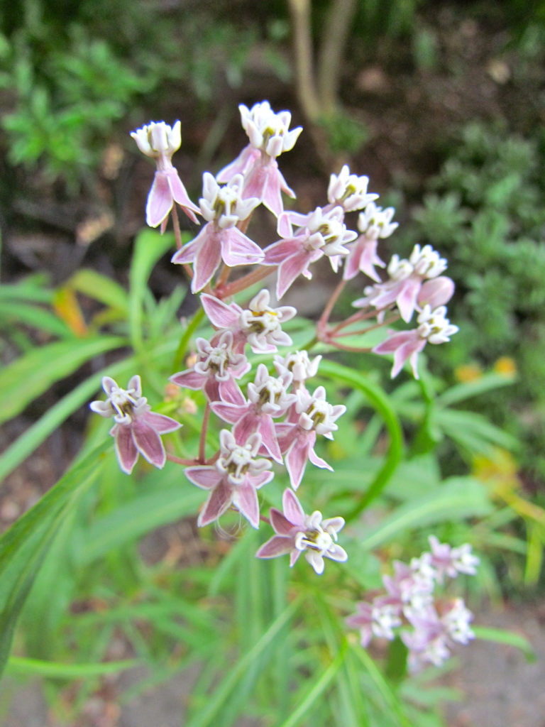 PLANTS | Rusk Ranch Nature Center
